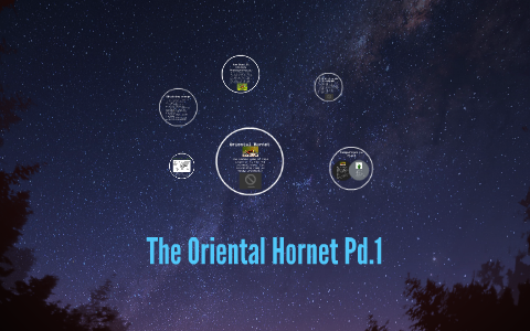 Oriental Hornet Period 1 by Niko Mermigas on Prezi