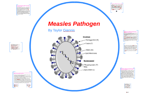 Measles Pathogen by Taylor G on Prezi