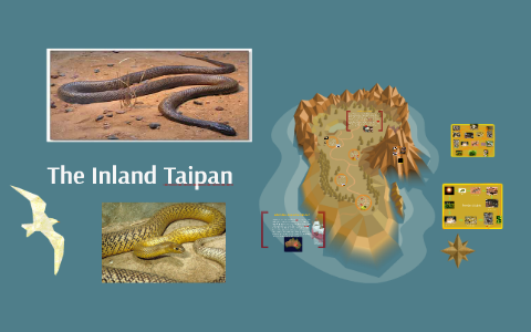 The Inland Taipan by Karan Mann on Prezi