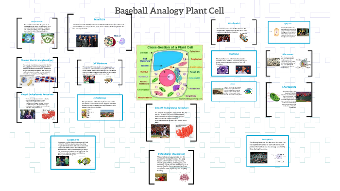 Baseball Analogy Plant Cell Brandon Willis by Brandon Willis on Prezi