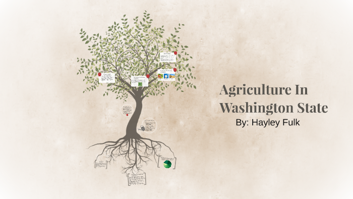 Agriculture In Washington State by Hayley Fulk on Prezi