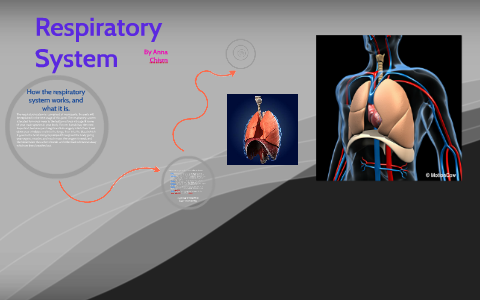 Respiratory System by anna chism on Prezi