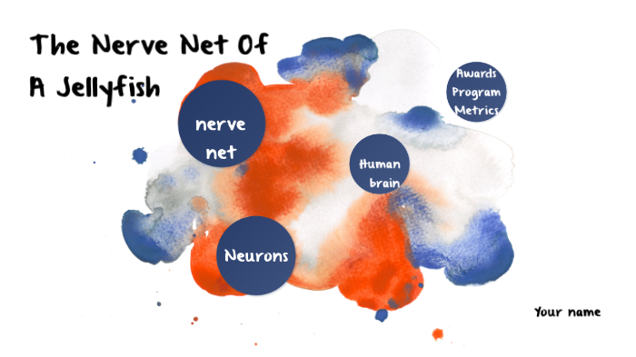 the nerve net of a jellyfish by asha hagopian on Prezi