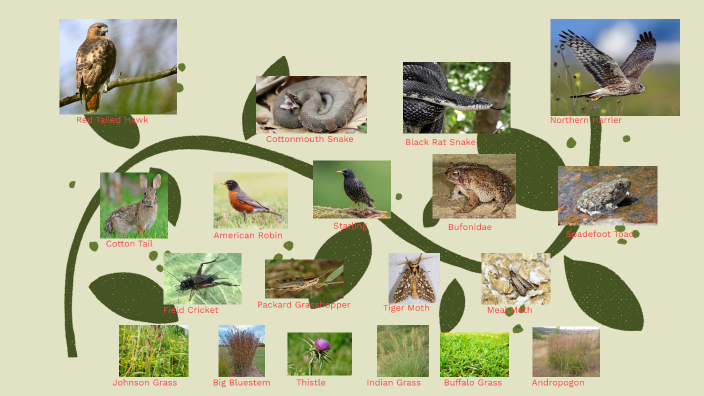 Kansas Food Web by Cole Cronk on Prezi