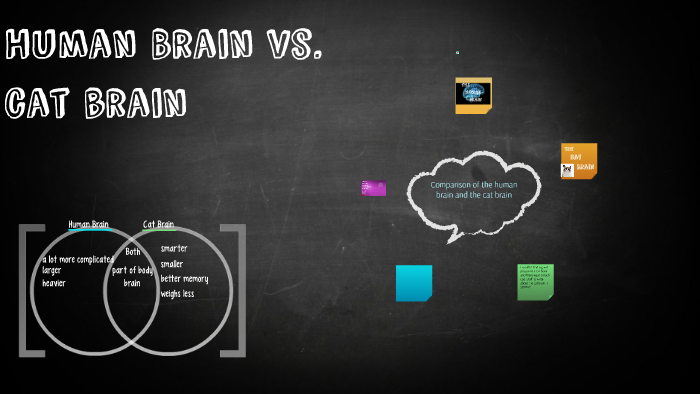 Human Brain vs. cat brain by Georgia Chambers on Prezi
