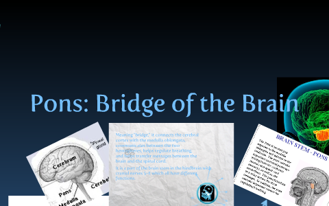 Pons: Bridge of the Brain by Ginger Bahr on Prezi