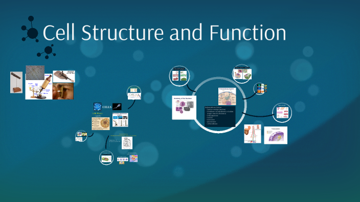 Chapter 4 Cell Structure and Function by Peggy Wright on Prezi