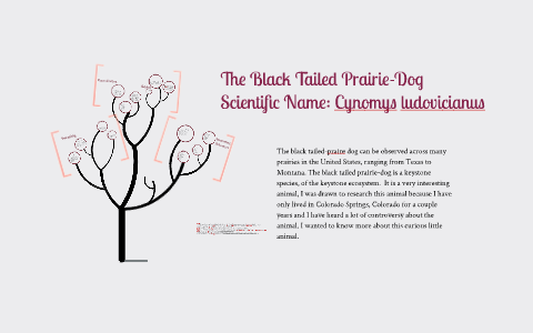 The Black Tailed Prairie-Dog by Jared Rosier on Prezi