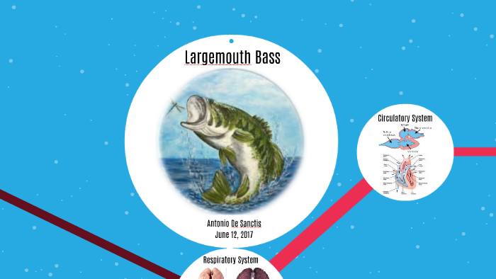 Largemouth Bass Comparative Anatomy by Antonio De Sanctis on Prezi
