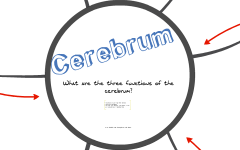 Brain Lobes by Jared Lopatin