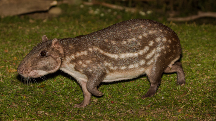 Tepezcuintle by Mariela Ramírez on Prezi