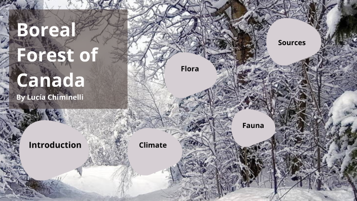 Boreal Forest of Canada by Lucía Chiminelli on Prezi