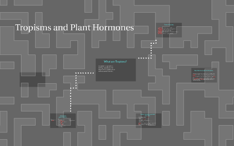 Tropisms and Plant Hormones by claudia dean on Prezi