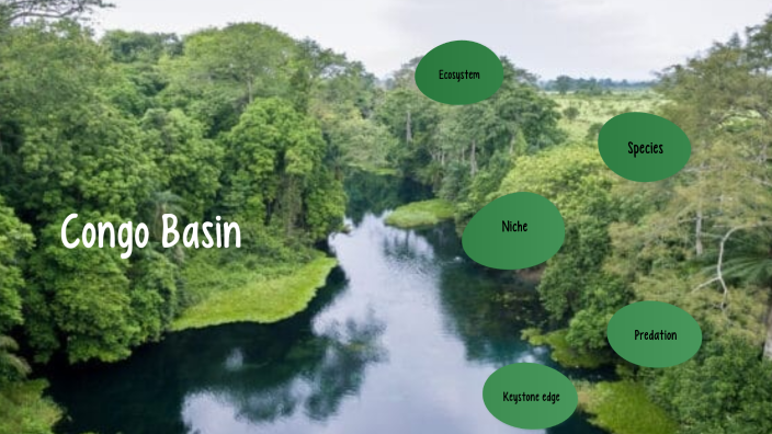 Congo Basin project by Kerrigan westbay on Prezi