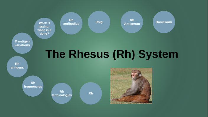 The Rhesus System by Megan Cotterill on Prezi