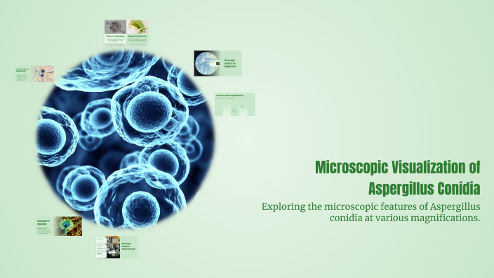 Microscopic Visualization of Aspergillus Conidia by Christian Cardenas ...