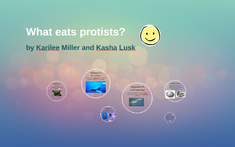 What eats protists? by Kari Miller on Prezi