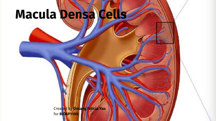 Macula Densa Cells by Onsang Yau on Prezi
