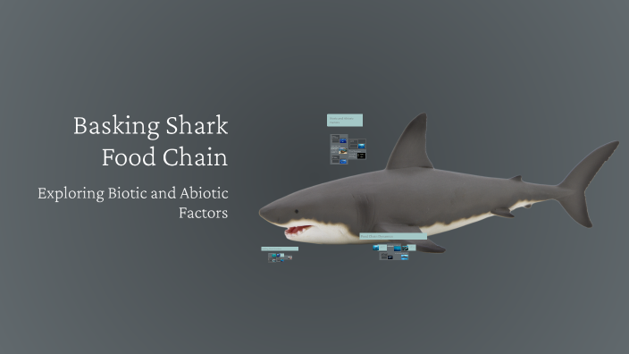 Basking Shark Food Chain by braxton puckett on Prezi