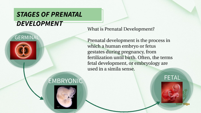 Stages of Prenatal Development' by Delicia Pompey on Prezi