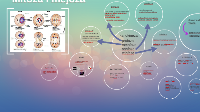 Mitoza i mejoza by Iva Kovačić on Prezi