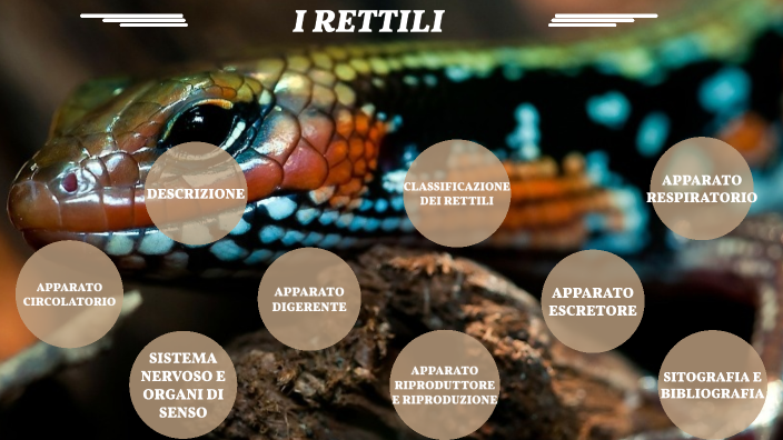 I rettili by lucia pizzolato on Prezi