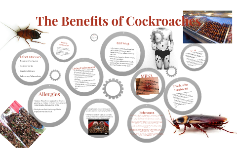The Benefits of Cockroaches by Breiona Stallings on Prezi