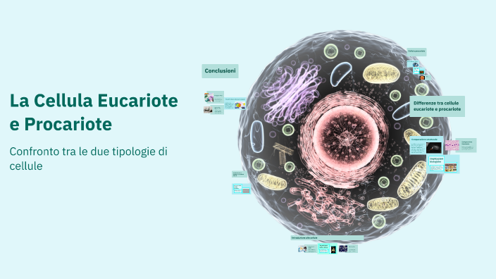 La Cellula Eucariote e Procariote by Francesca Misischia on Prezi