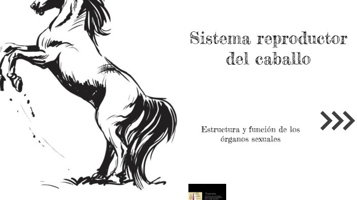 Sistema reproductor del caballo by Marcos Mendoza Mosqueira on Prezi