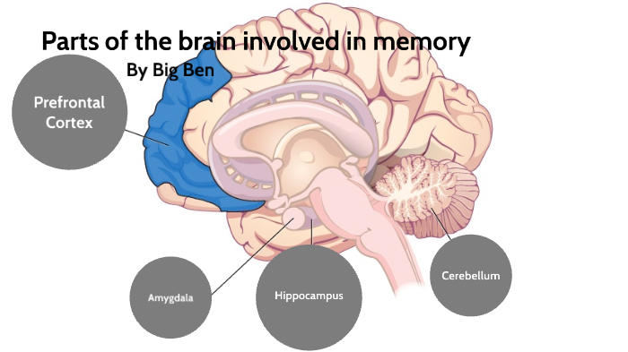 Parts of the brain involved in memory by Ben Holland on Prezi