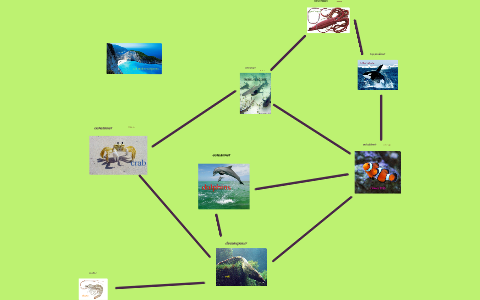 salt water ecosystem by emily carlson on Prezi