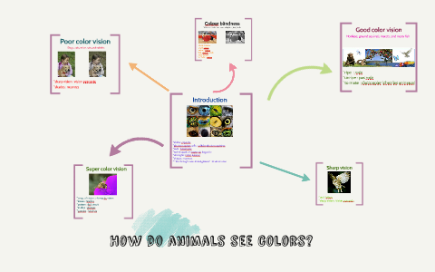 How do animals see colors? by Busra Cetin on Prezi