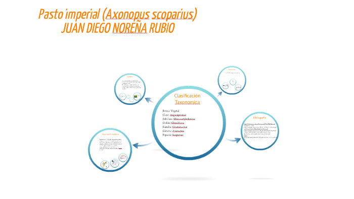 Pasto imperial (Axonopus scoparius) by juam diego noreña rubio on Prezi