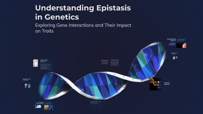 Understanding Epistasis In Genetics By Harshita Eragamreddy On Prezi