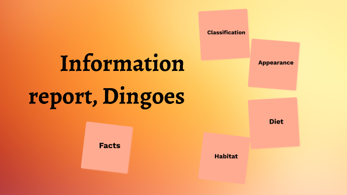 Information report, Dingo's by Amelia de Jongh