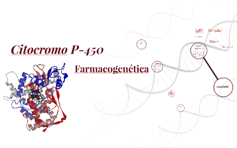 Citocromo P-450 by Cleverson Feistel on Prezi