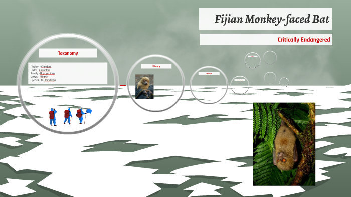 Fijian Monkey-faced Bat by Manjyot Saini on Prezi