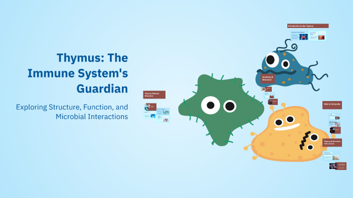 Thymus: The Immune System's Guardian by Trisha HB on Prezi