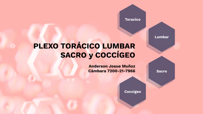 TAREA PLEXO TORÁCICO LUMBAR SACRO y COCCÍGEO by ANDERSON MUÑOZ on Prezi