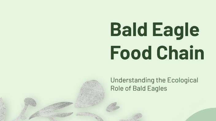 Bald Eagle Food Chain by Txwvfeej Moua on Prezi