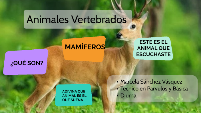 Animales vertebrados by Marcela Sánchez on Prezi