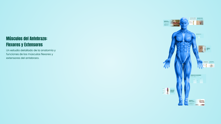 Músculos del Antebrazo: Flexores y Extensores by Hector Velez on Prezi