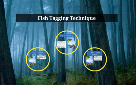 Fish tagging technique by Nabil Ibrahim on Prezi