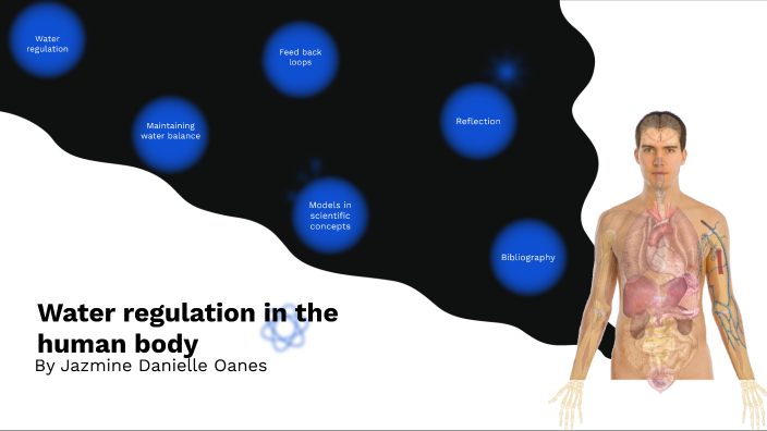 Water regulation in the human body by Jazzy Bazzy on Prezi