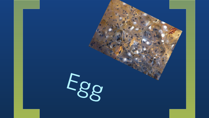 Oliver frog life cycle by AJW Won on Prezi