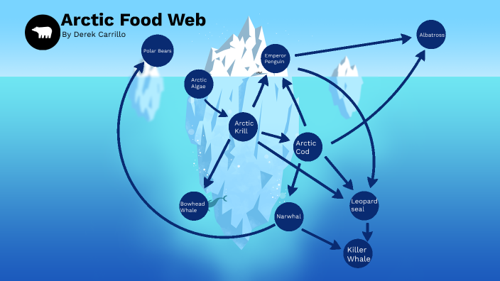 Arctic Food Web by Dereki Carrillo on Prezi