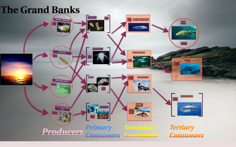 Bio Food Web by Kyla Steed on Prezi