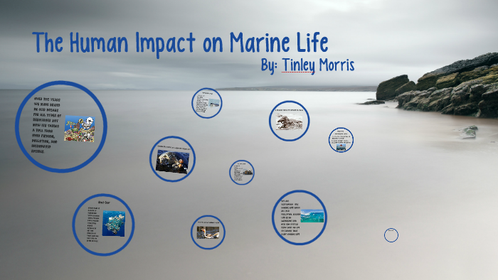 Human Impact on Marine Life by Tinley Morris