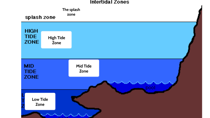 Intertidal zones by Kelsey Shapiro on Prezi