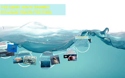 THE GREAT WHITE SHARK!!! by Mike Filipowicz